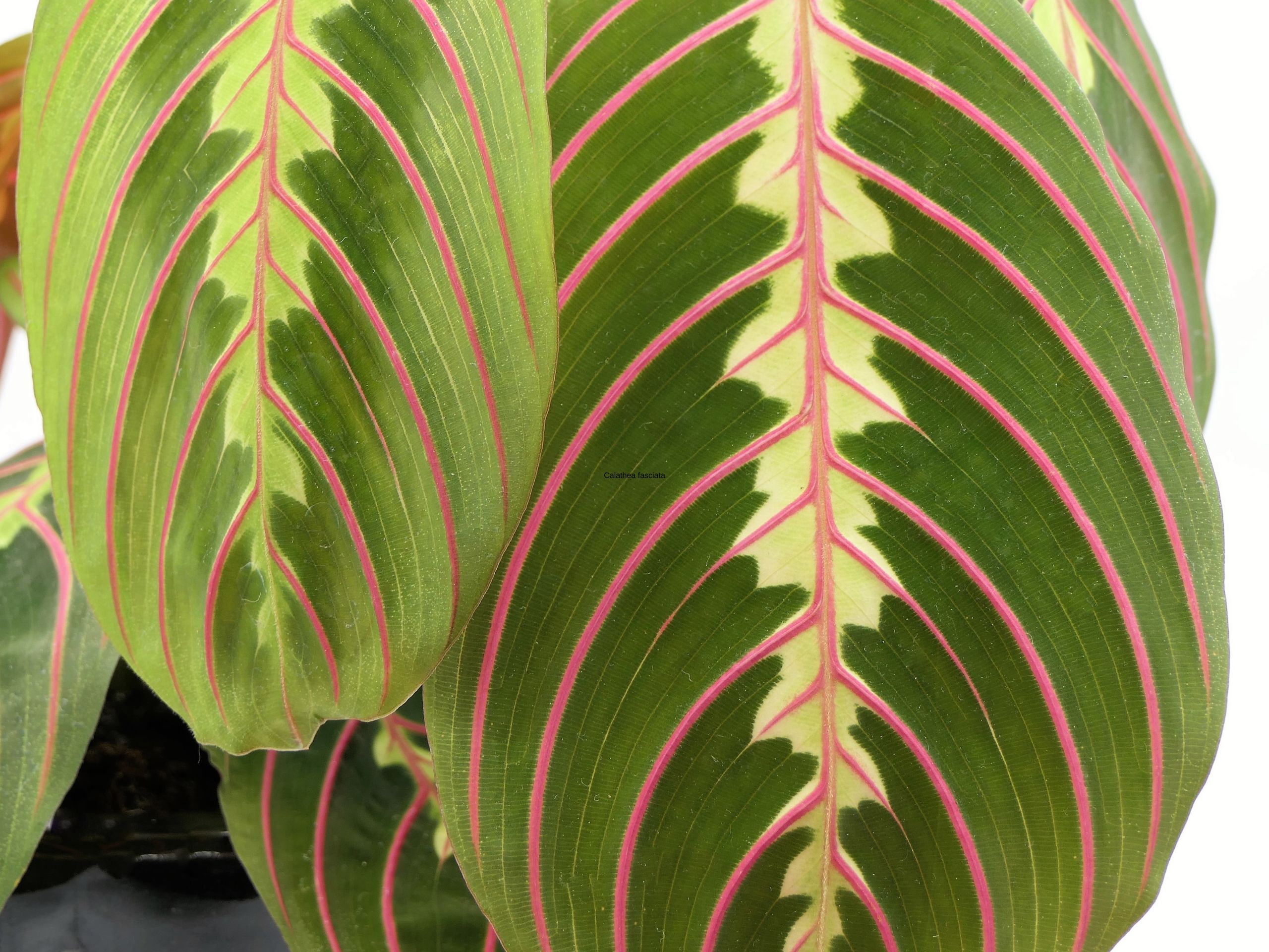 Calathea leuconeura: Alles, was du über die Pflege dieser einzigartigen ...