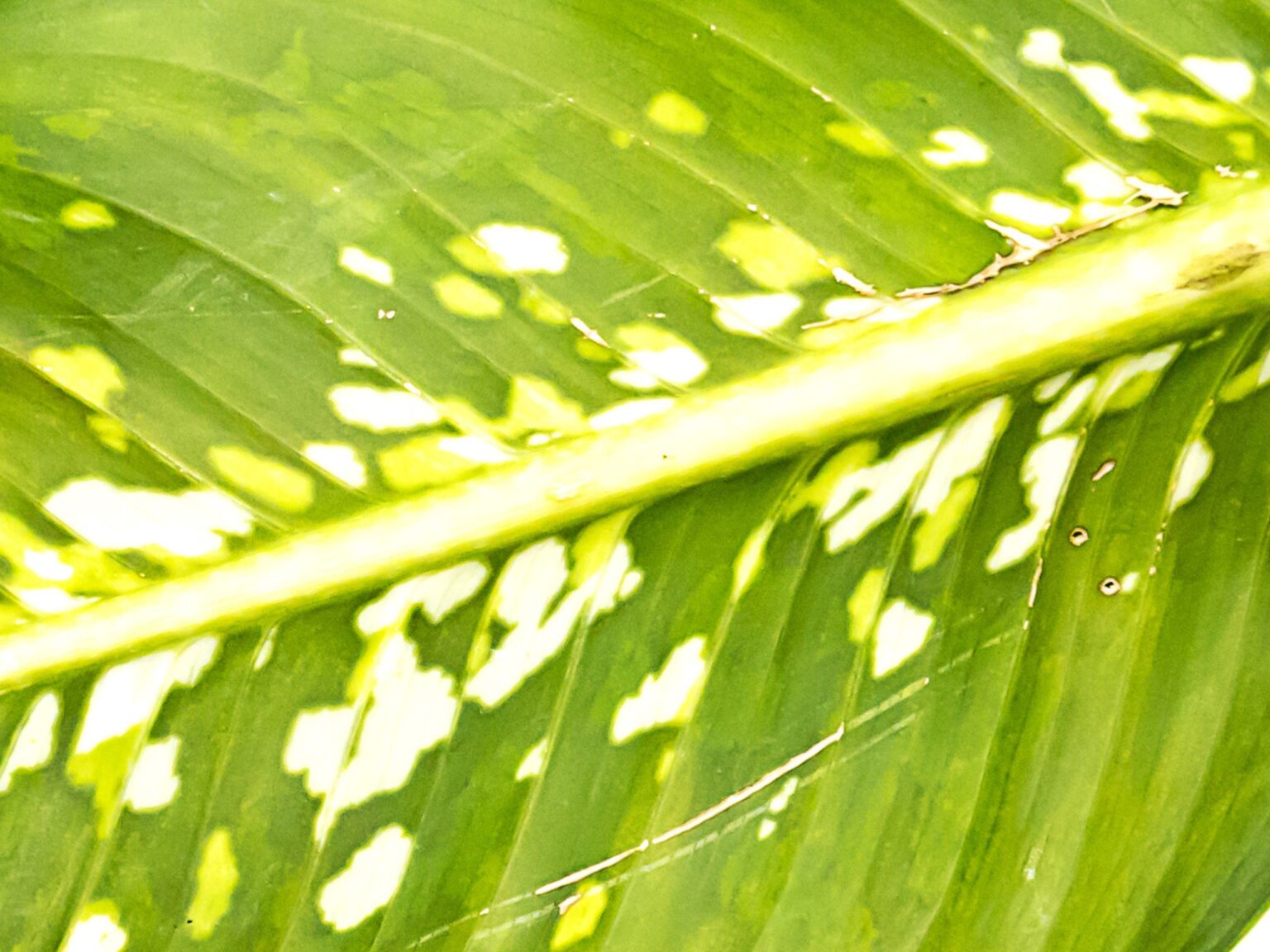 Faszinierend Calathea Weie Punkte Blattunterseite Bild