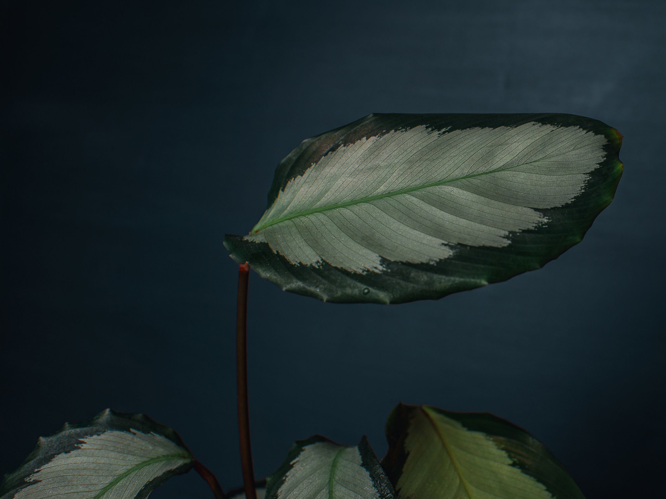 Calathea Picturata: Die perfekte Zimmerpflanze für ein grünes Zuhause ...