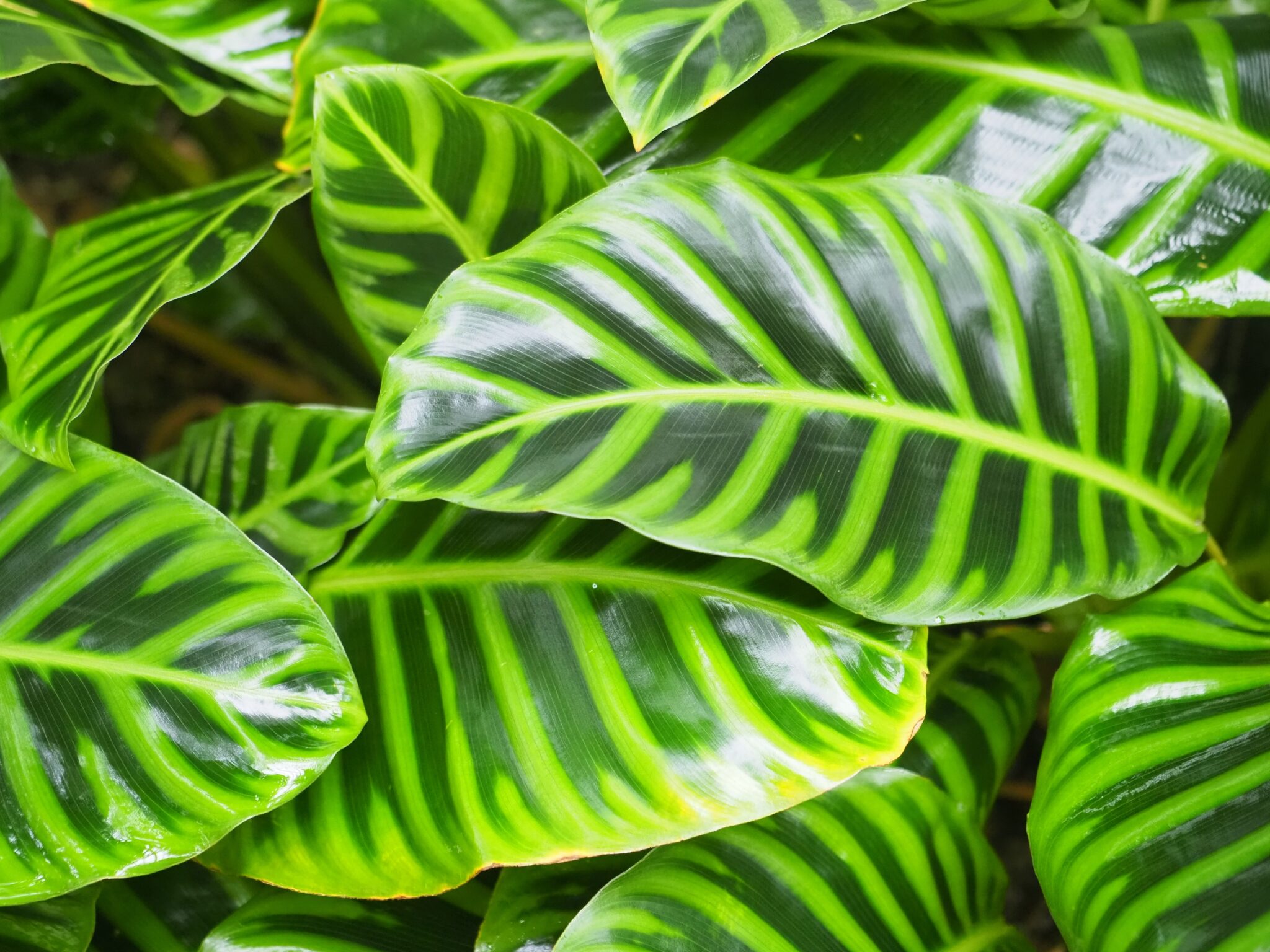 Calathea Blätter rollen sich ein: Ursachen und Lösungen ...