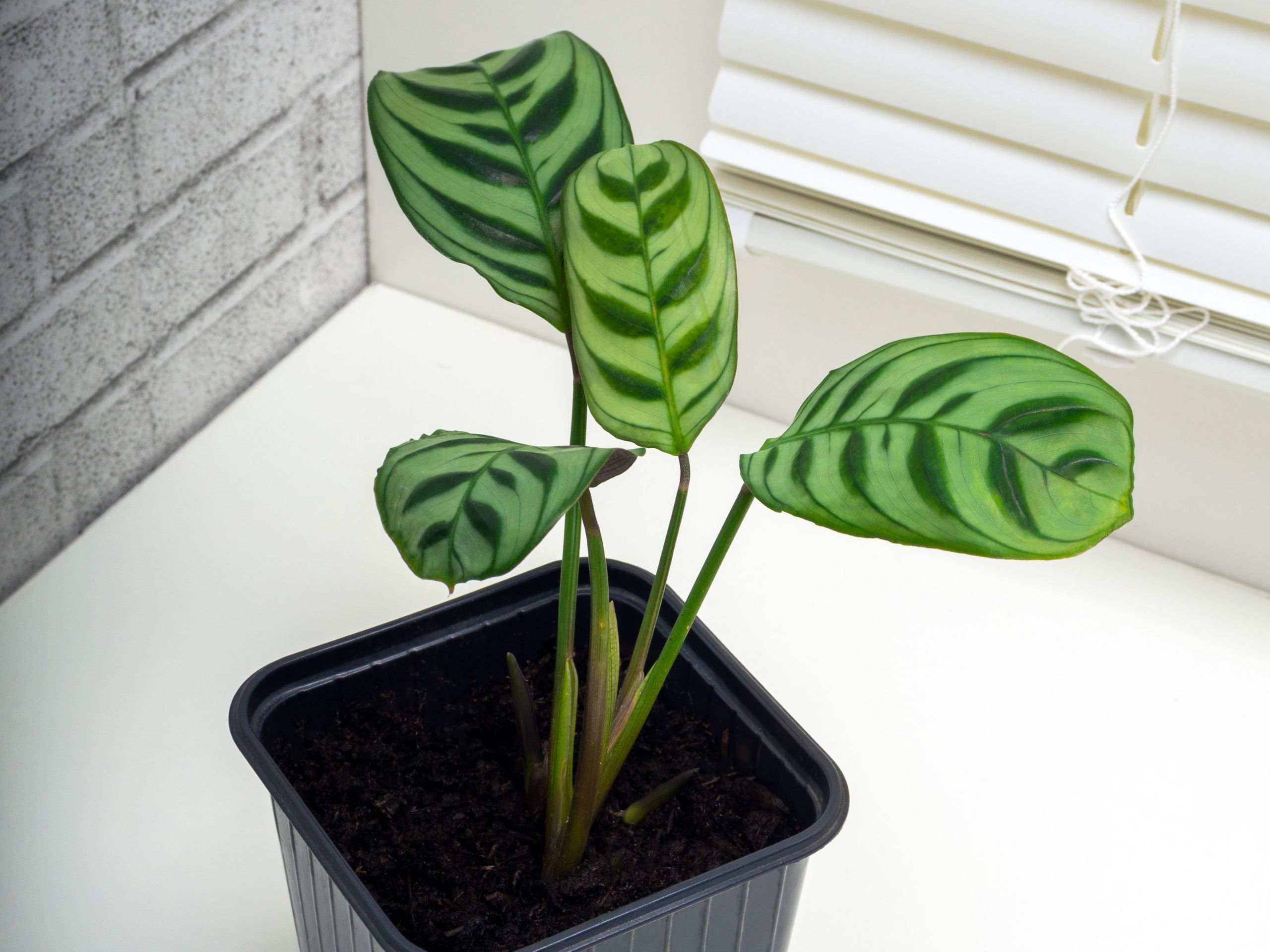 Calathea Burle Marxii: Alles, was du über diese einzigartige Pflanze ...
