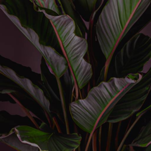 Calathea gandersii: Alles, was du über diese exotische Pflanze wissen ...